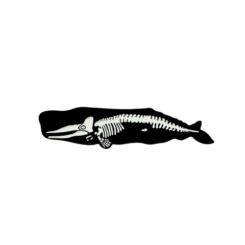 Sperm Whale Enamel Pin The New Bedford Whaling Museum